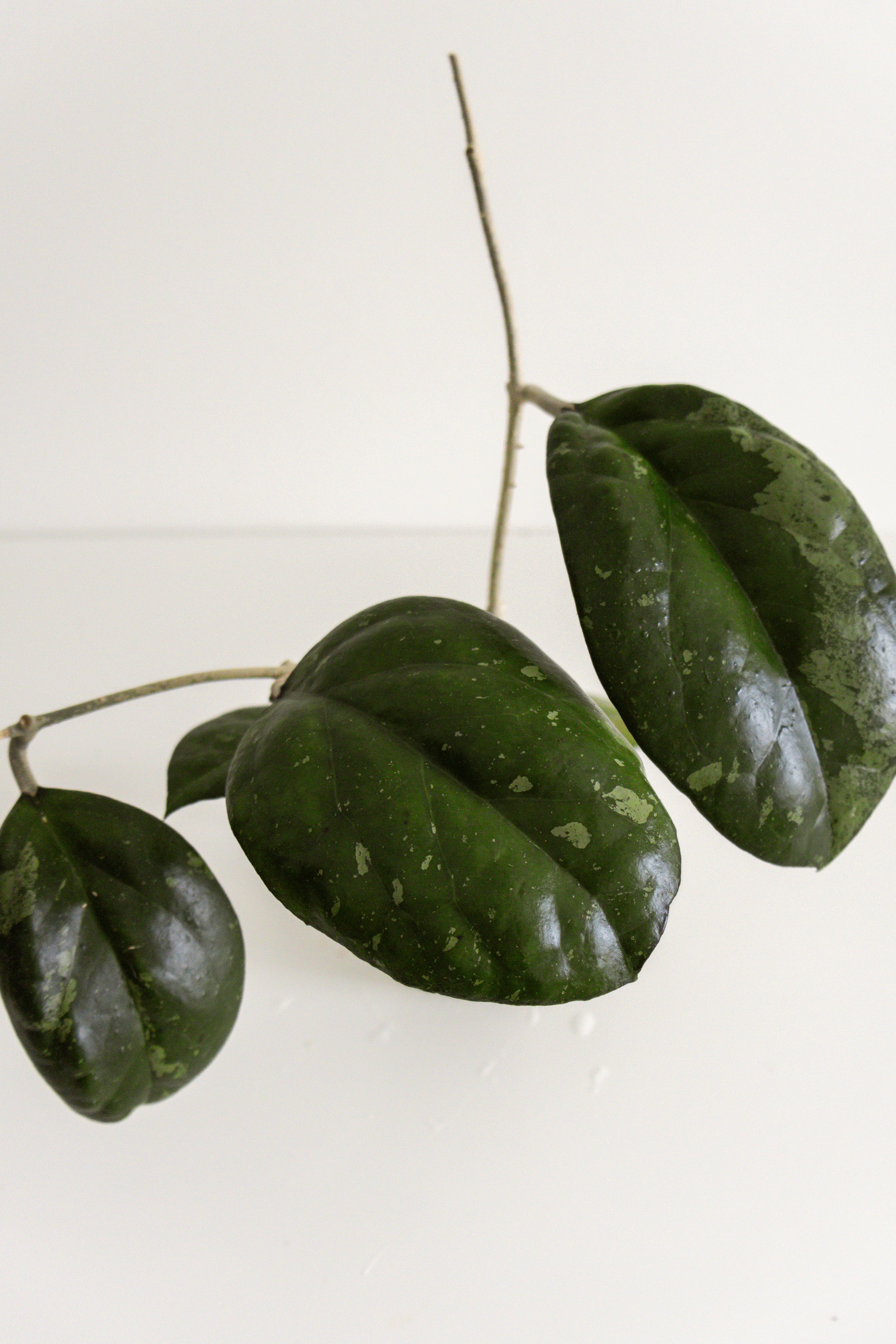 Hoya Joy (splash) – Verdant Plant House