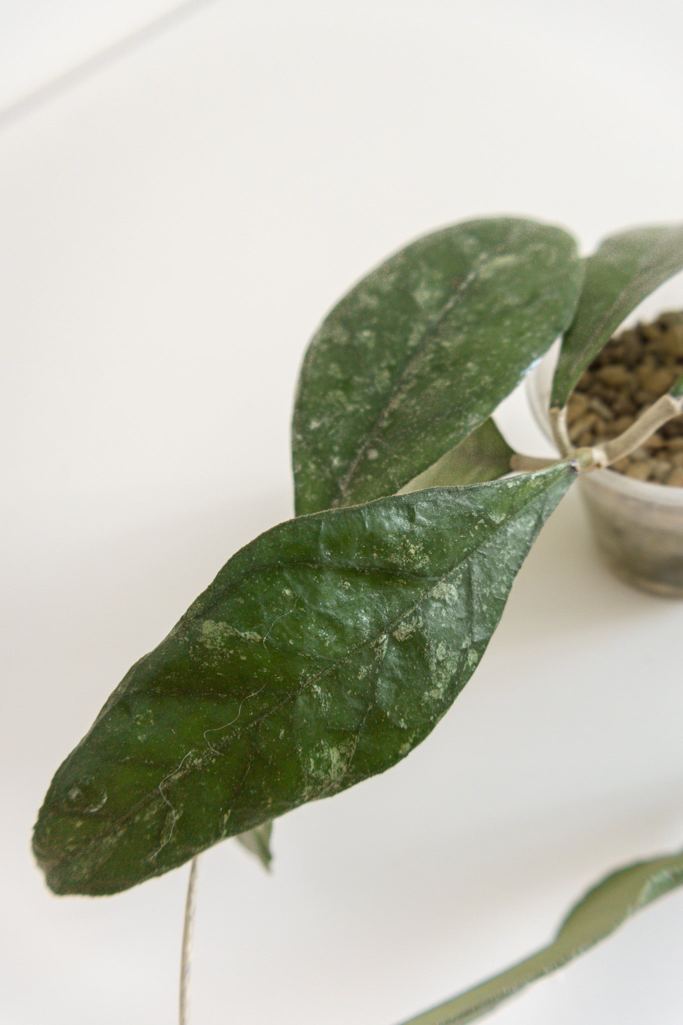 Hoya finlaysonii 'Chicken Farm – Verdant Plant House