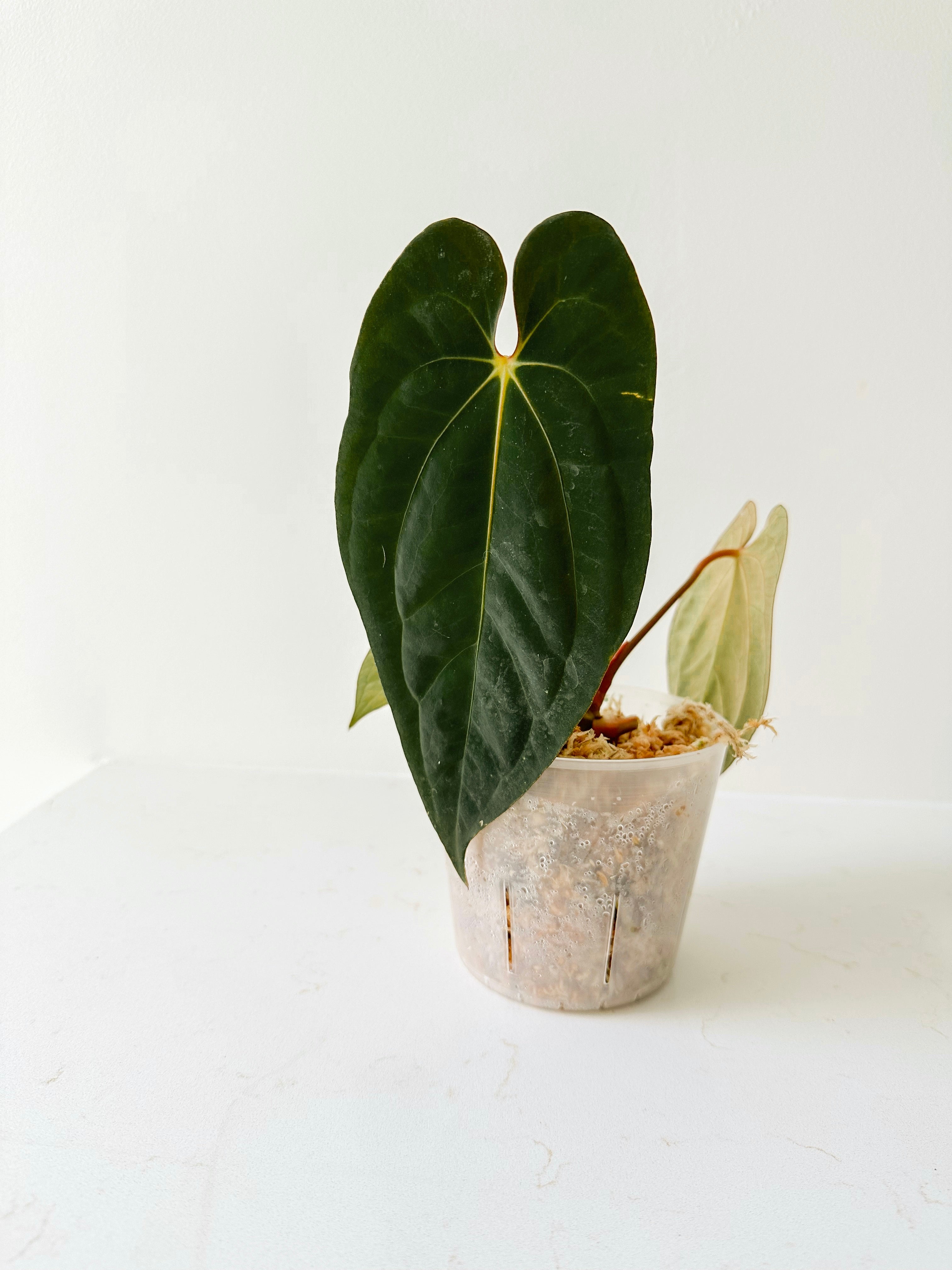 Anthurium ‘Neptune’ – Verdant Plant House