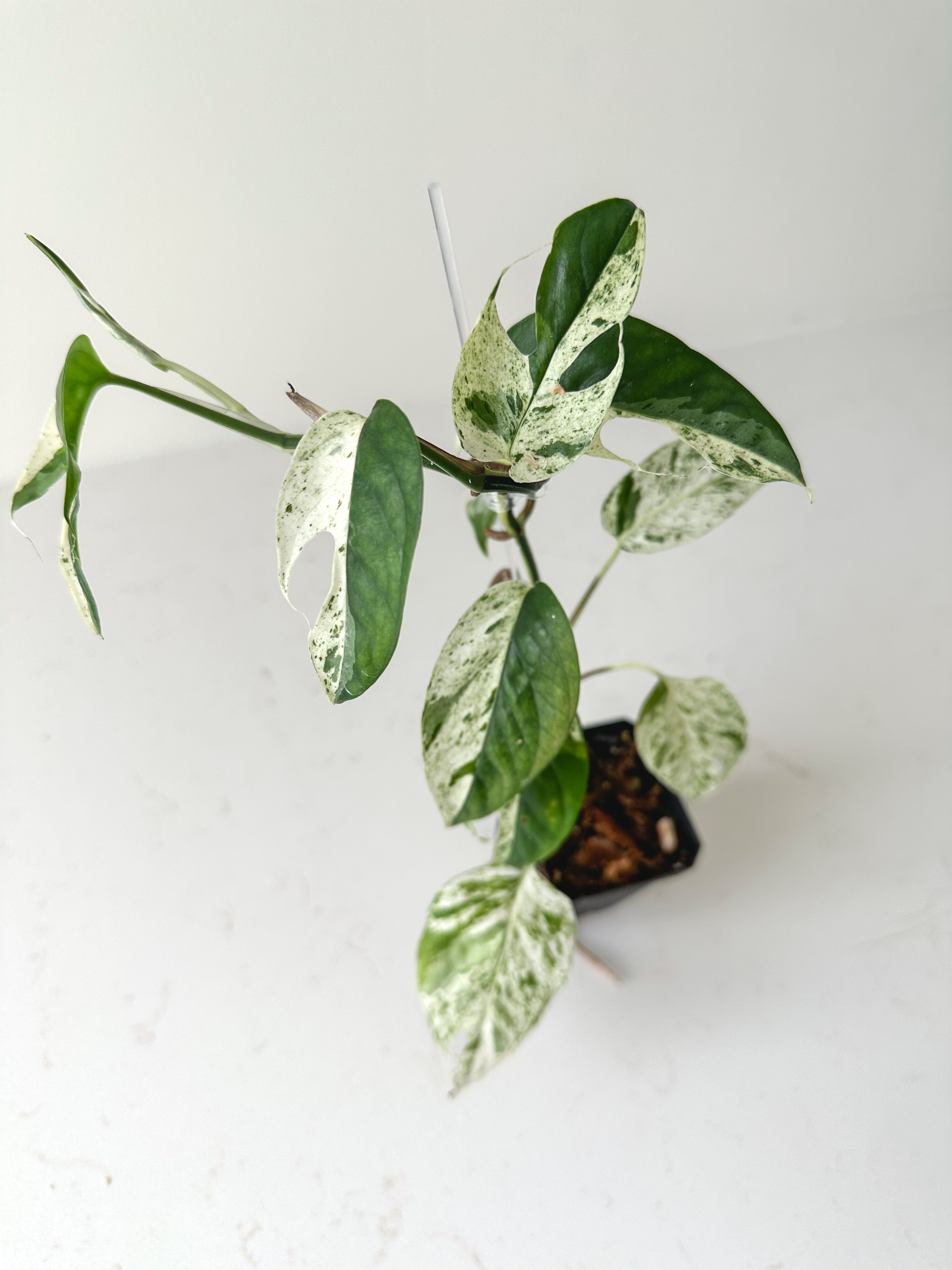 Epipremnum Pinnatum Marble – Verdant Plant House