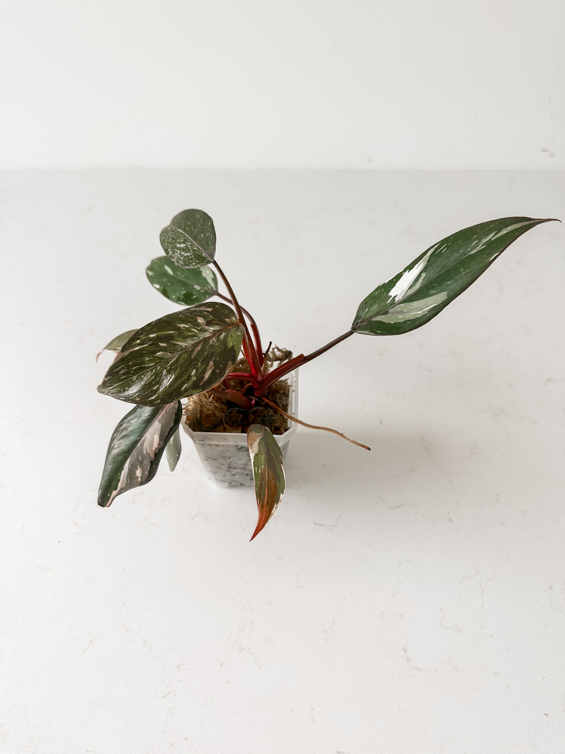 Philodendron Red Anderson – Verdant Plant House