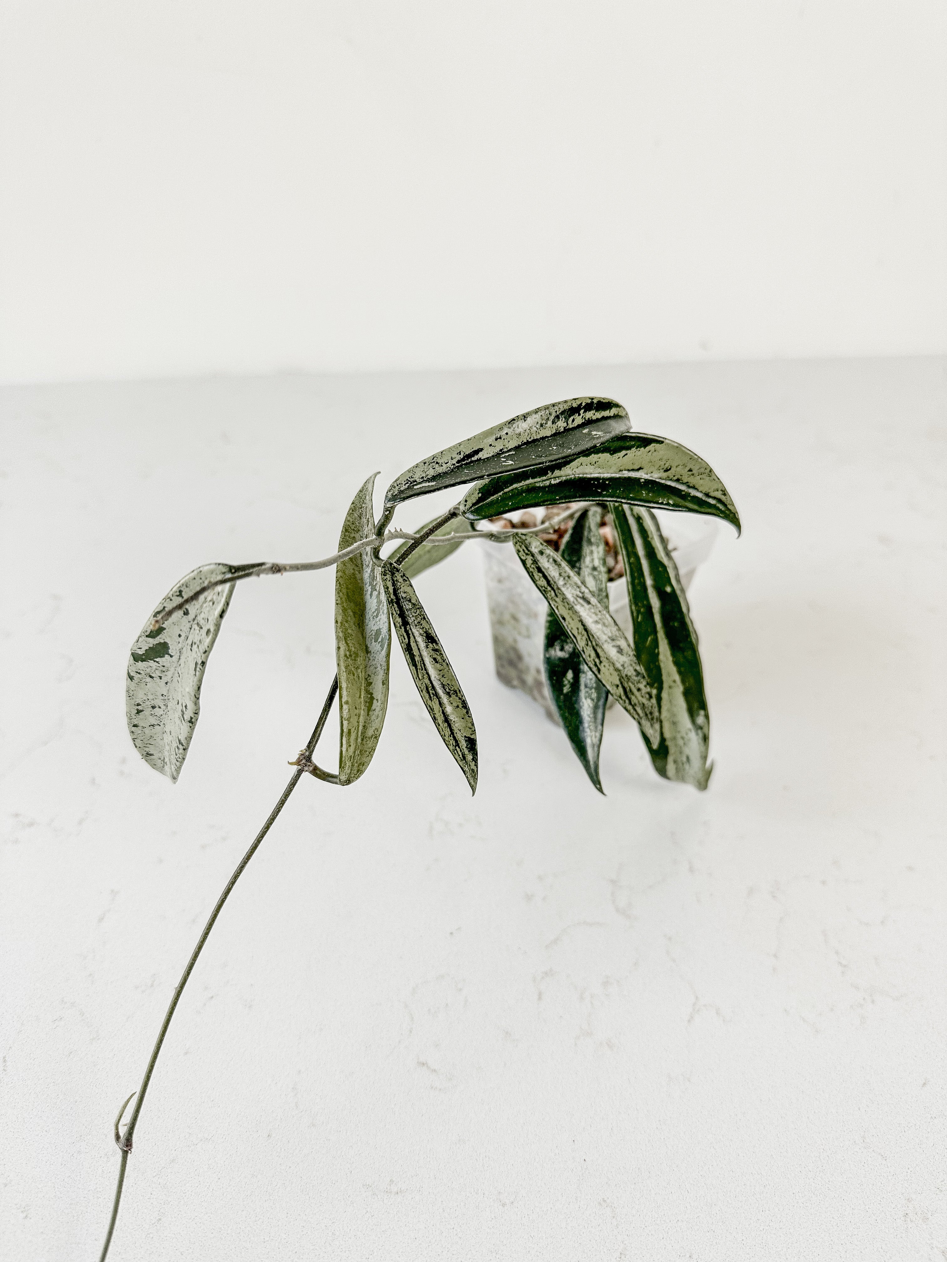 Hoya Minibelle (splash) – Verdant Plant House