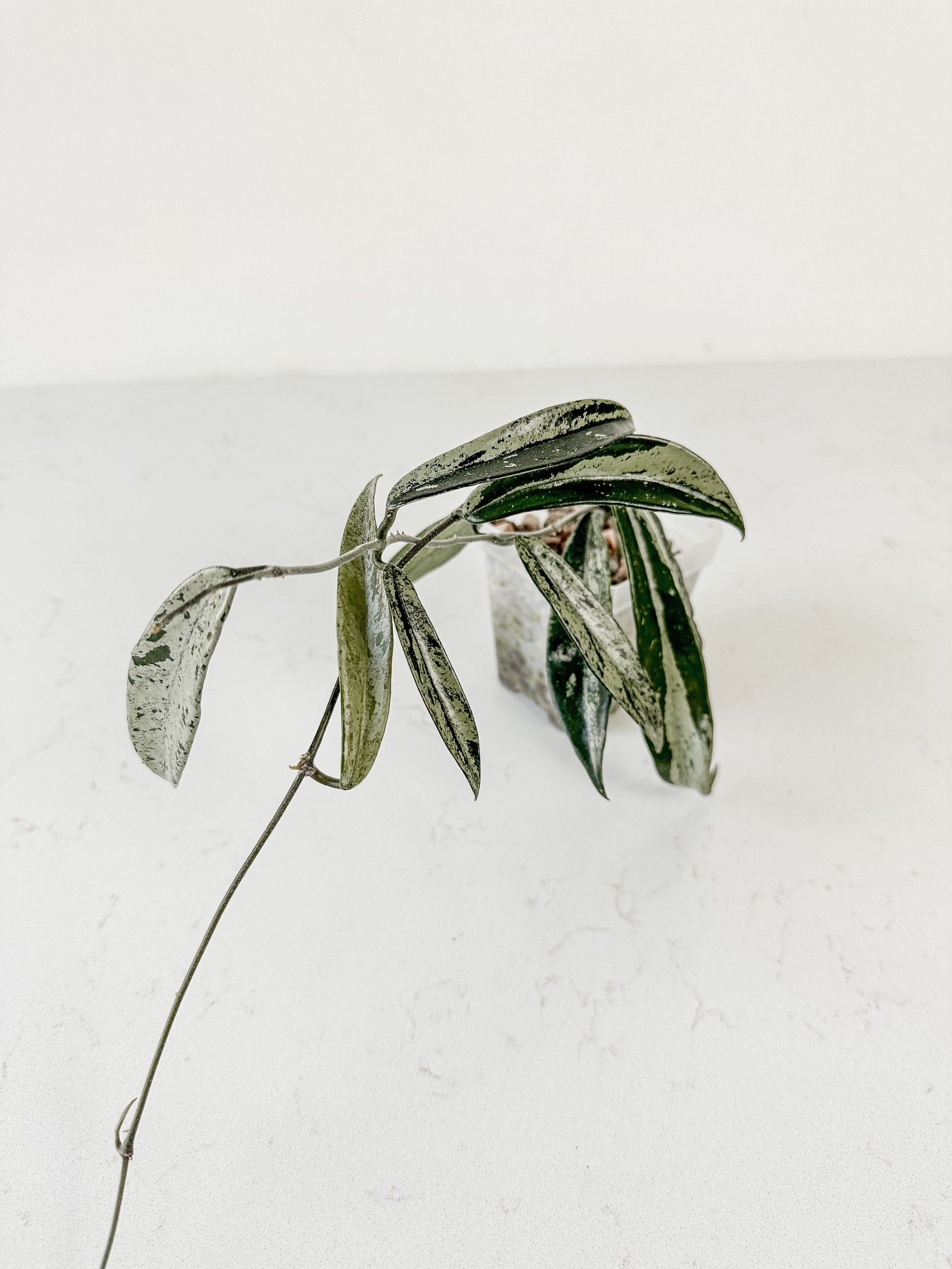 Hoya Minibelle (splash) – Verdant Plant House