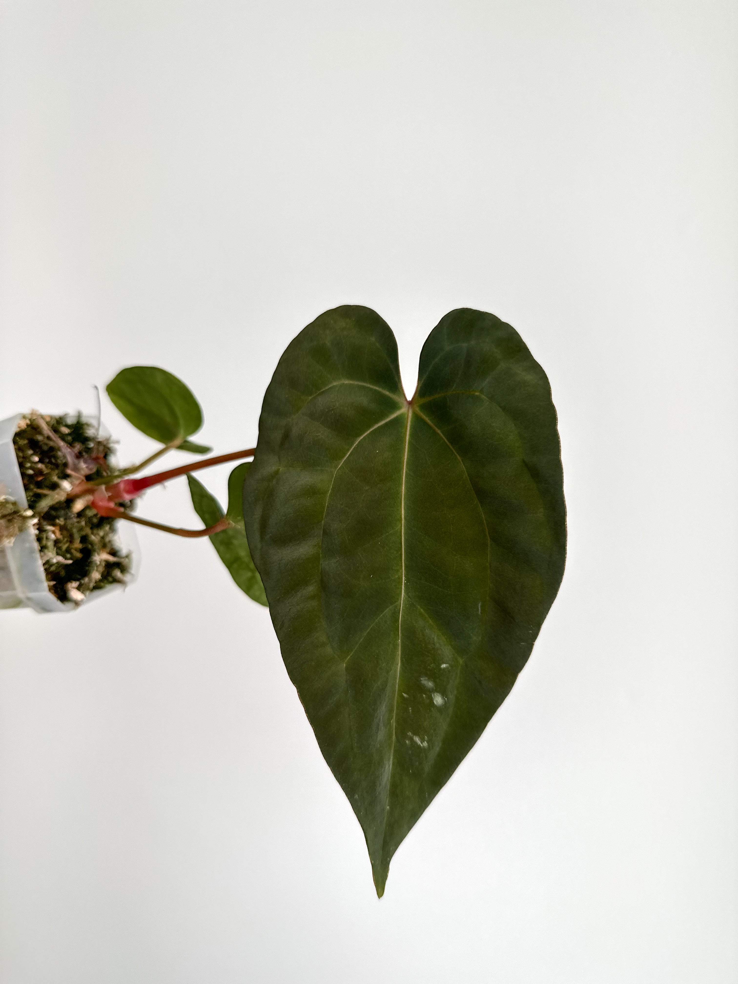 Anthurium ‘Neptune’ (‘Dark Phoenix x X-one’) – Verdant Plant House