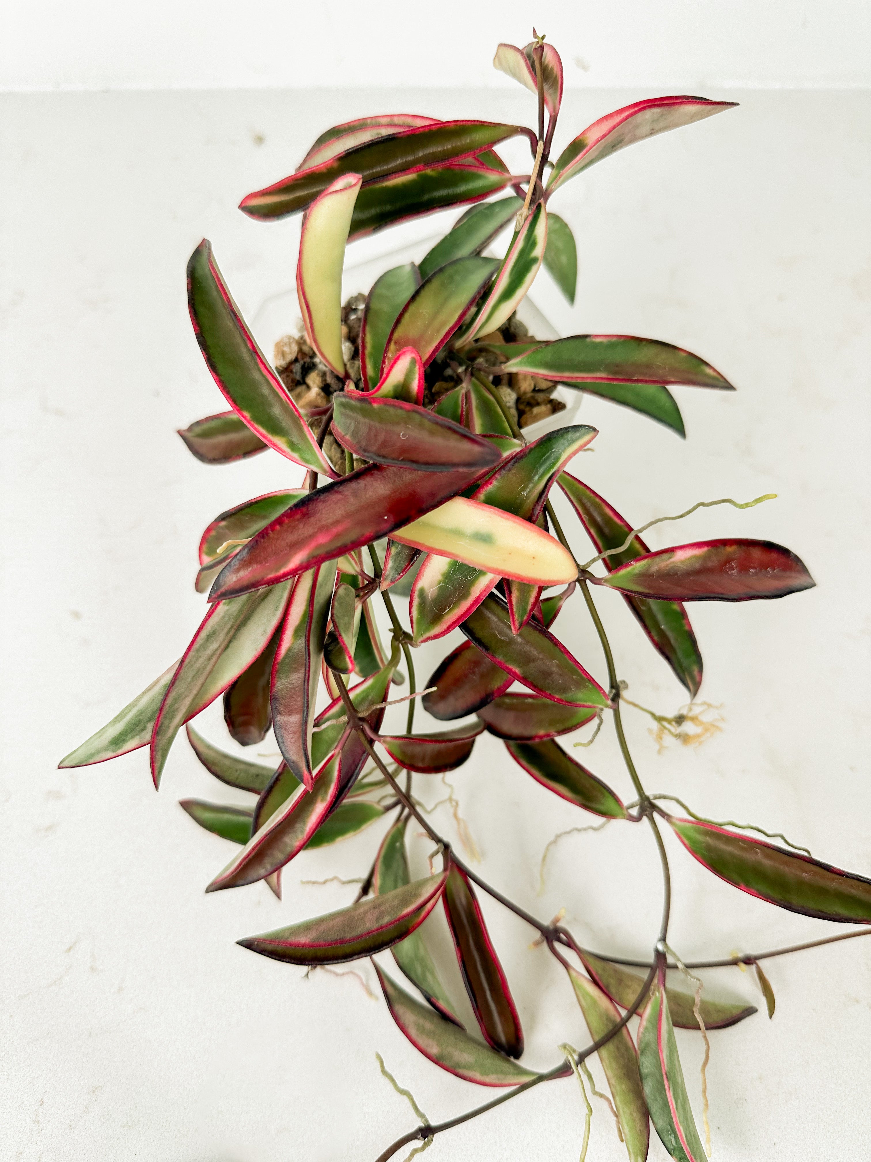 Hoya 'Lori Lyn' – Verdant Plant House