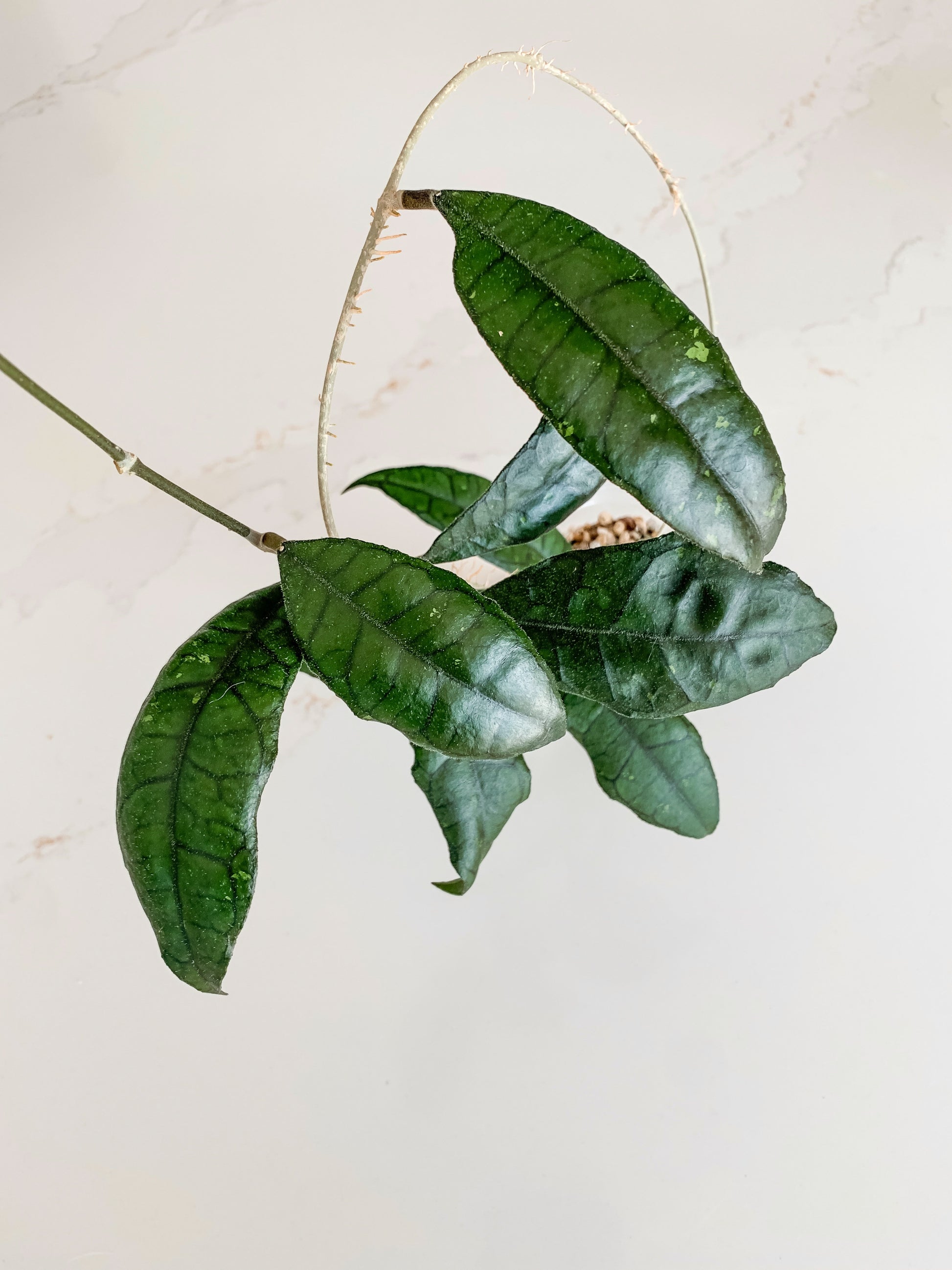 Hoya Finlaysonii 'Rippled Leaf' – Verdant Plant House