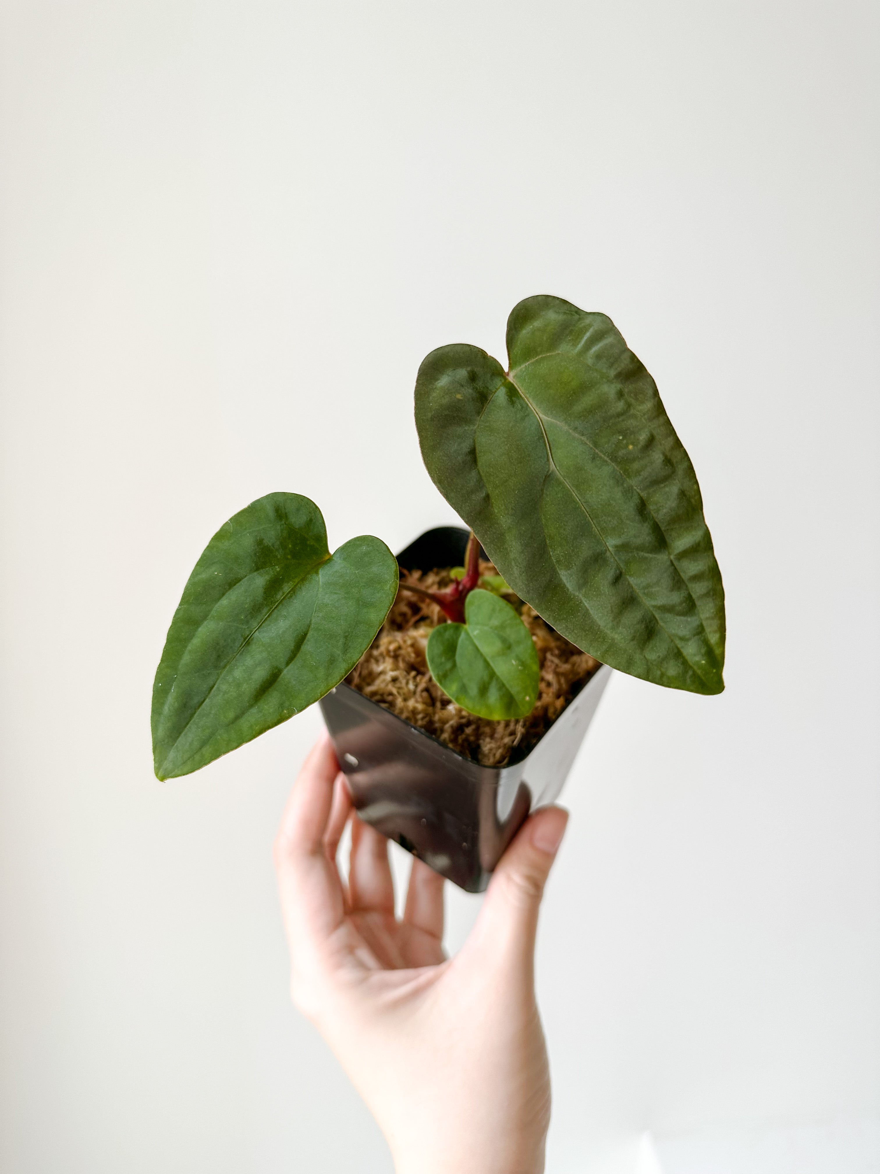 Anthurium papillilaminum (Ree Gardens) x papillilaminum (long & long b ...