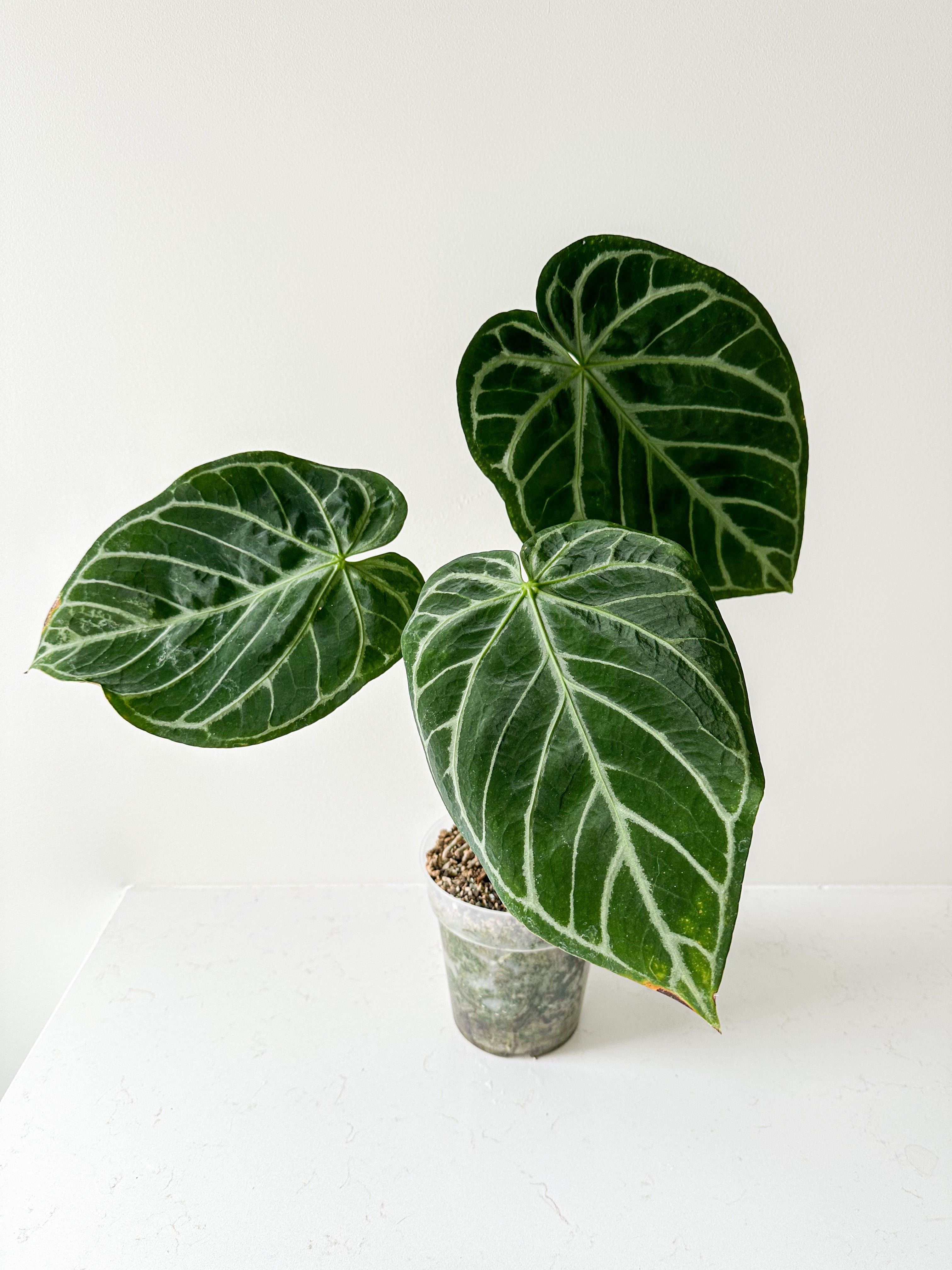 Anthurium Crystal Hope (Large) – Verdant Plant House