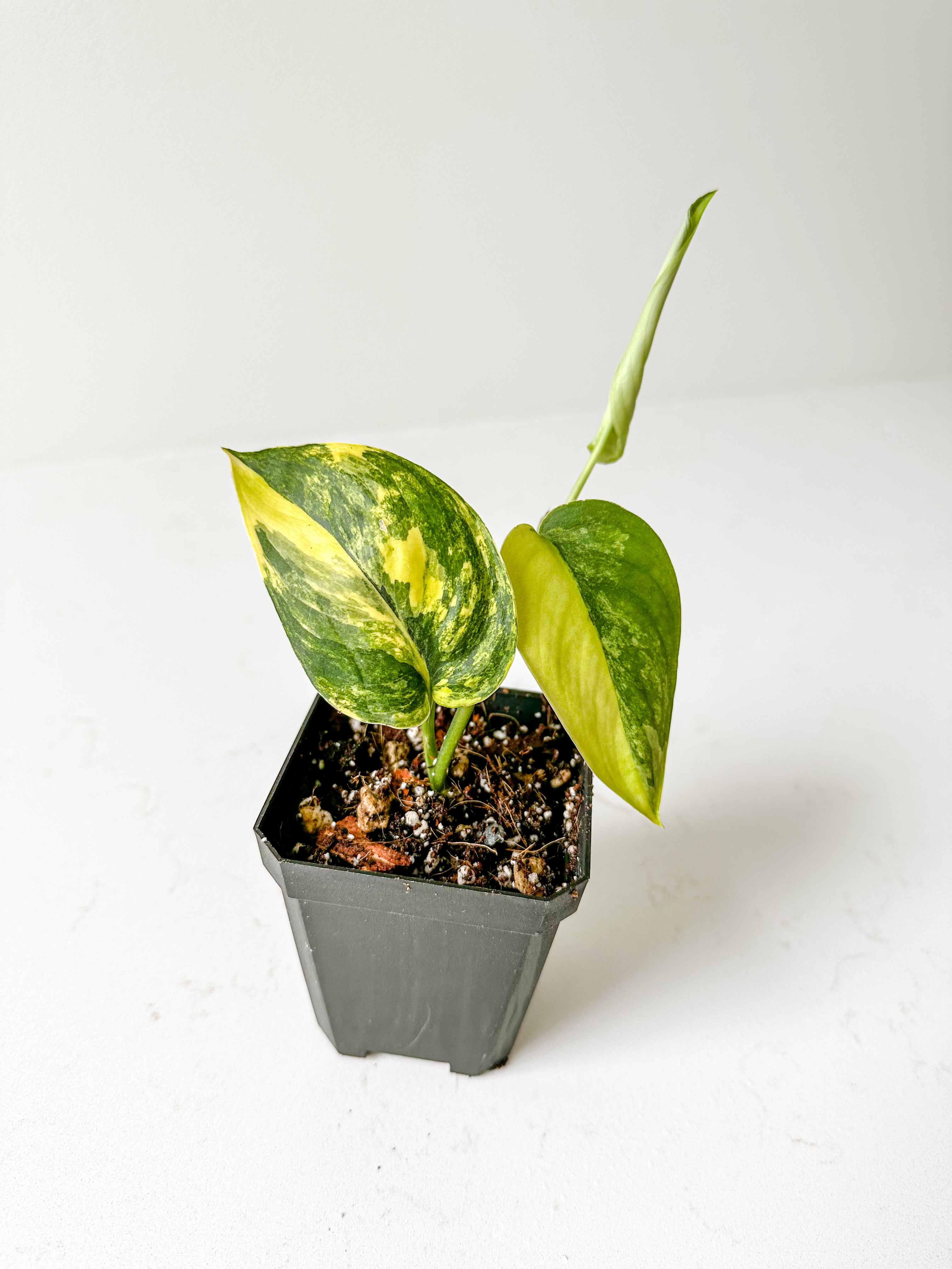 Scindapsus Jade Satin variegated – Verdant Plant House