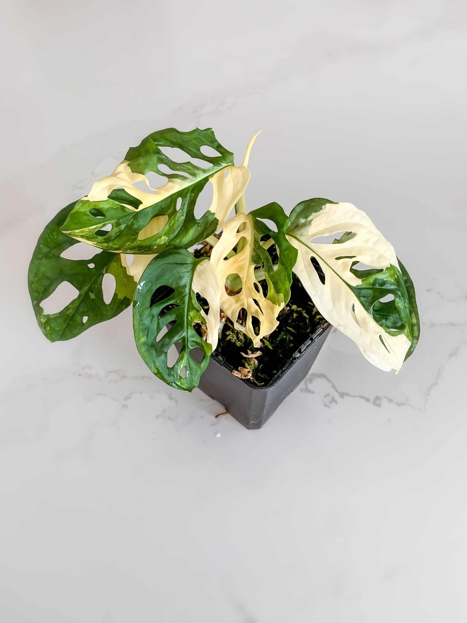 Monstera Adansonii variegated (tricolor) – Verdant Plant House