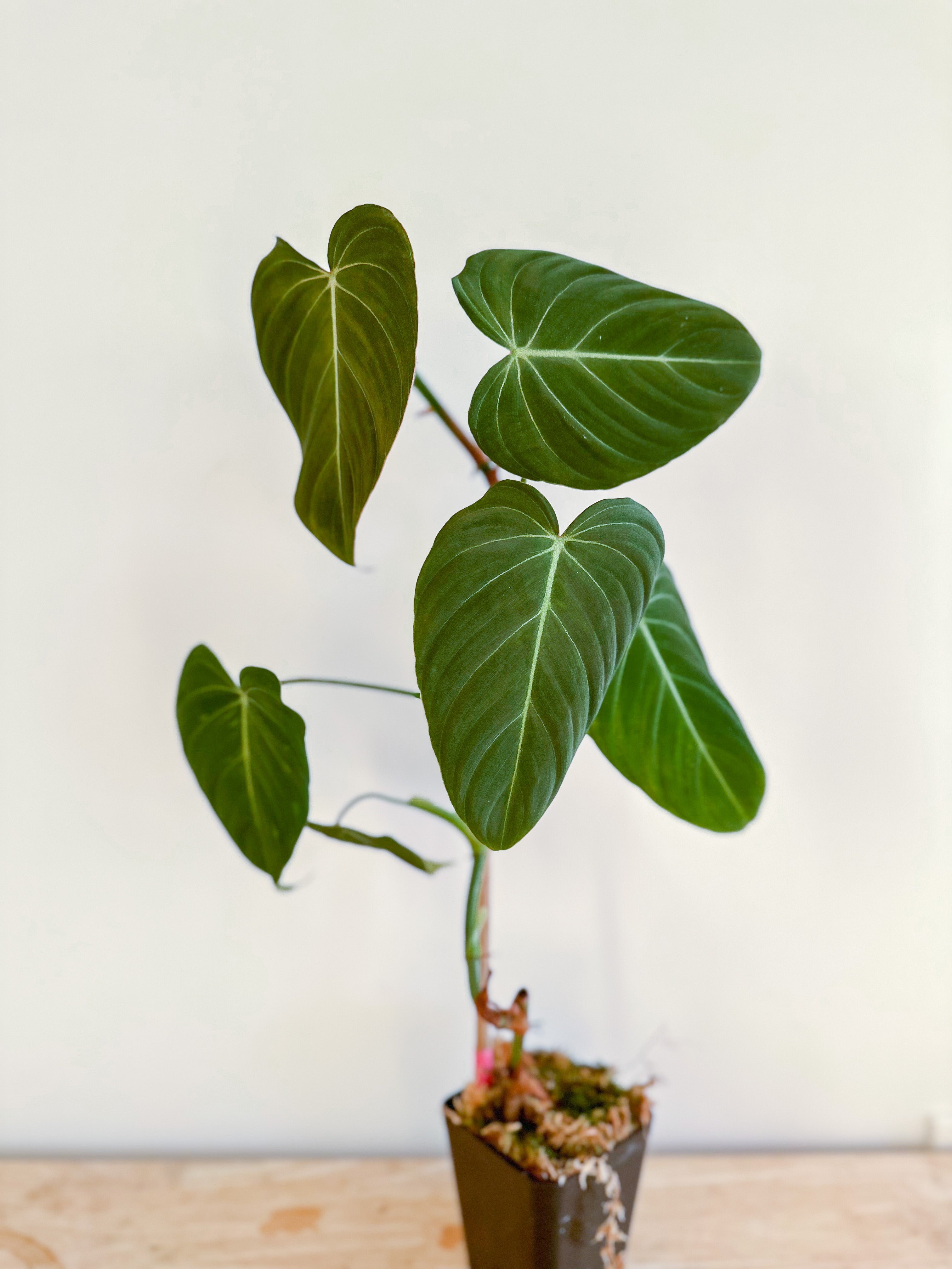 Philodendron Glorious (Gloriosum x Melanochrysum) – Verdant Plant House