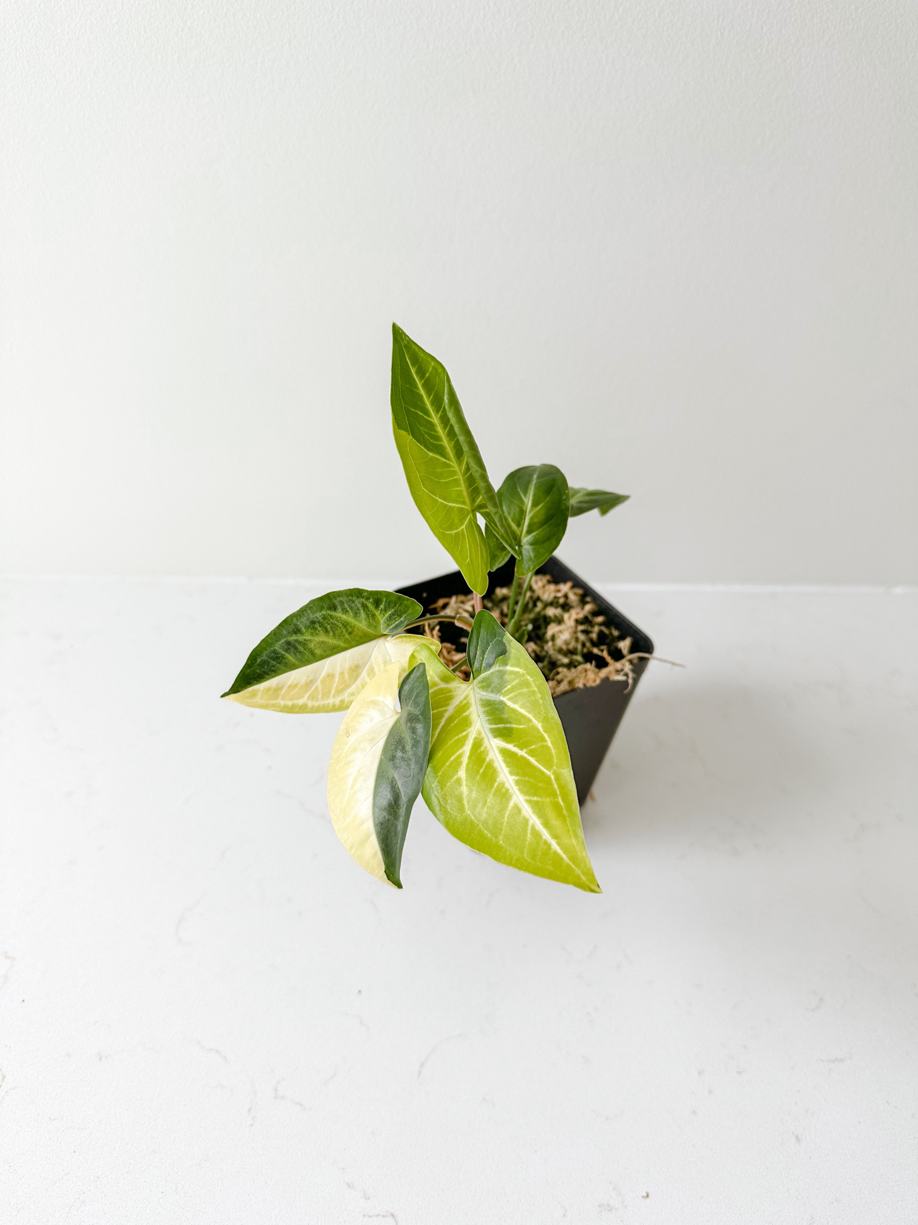 Syngonium podophyllum aurea (small) – Verdant Plant House