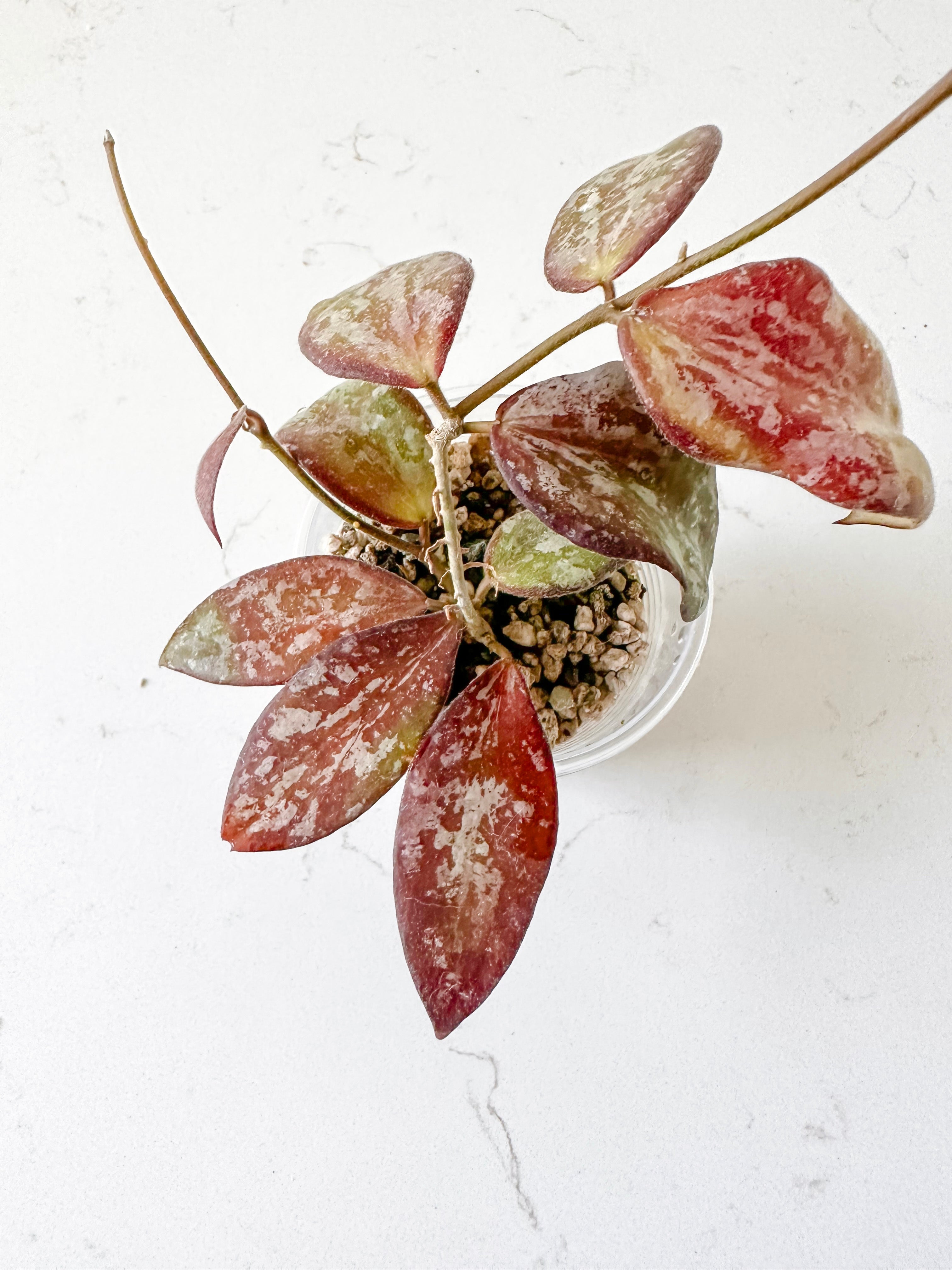 Hoya sp from Indonesia – Verdant Plant House