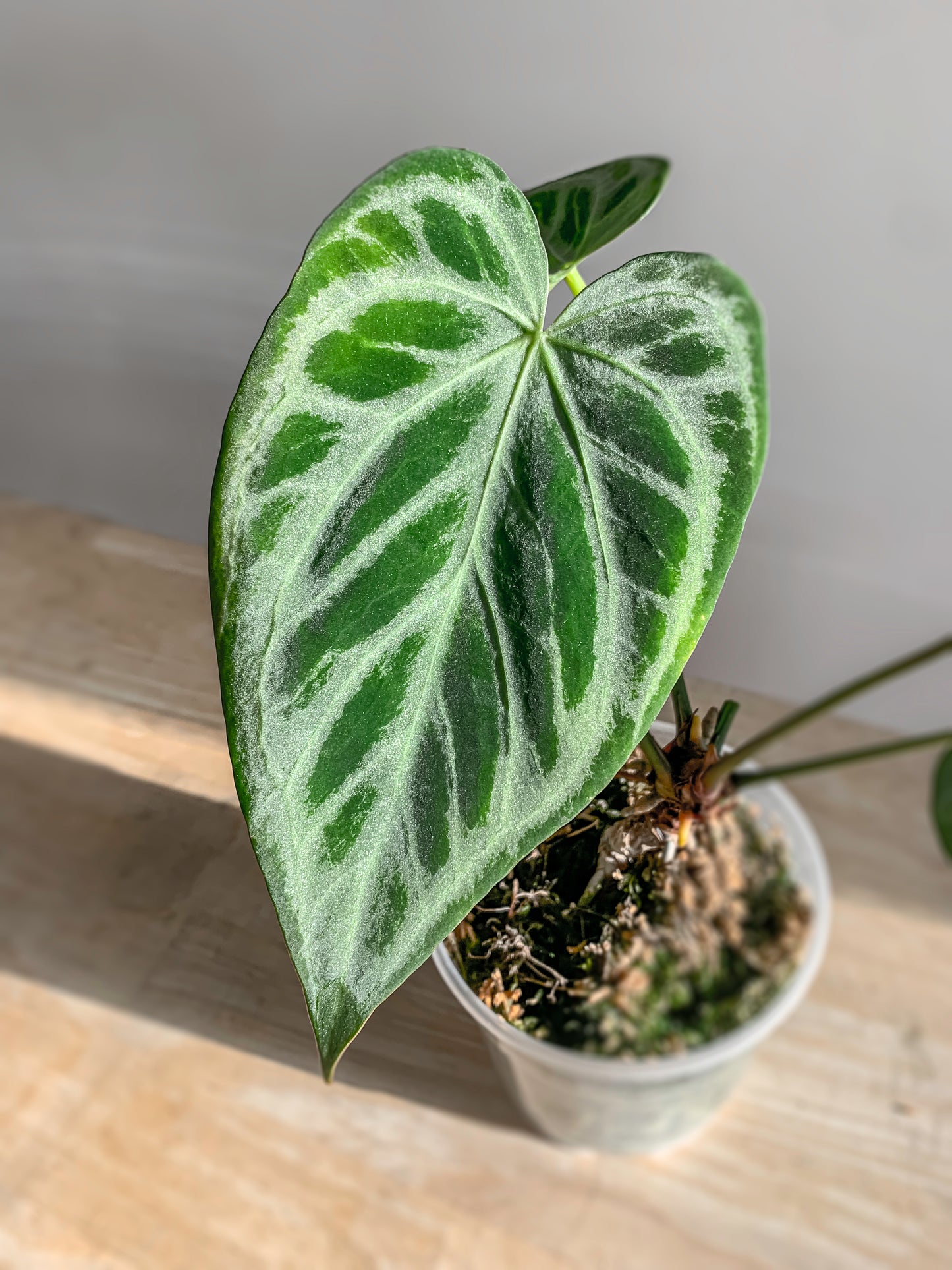 Anthurium Silver Blush – Verdant Plant House